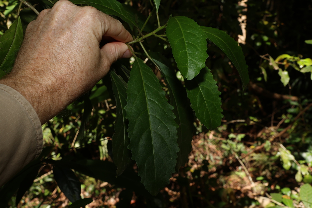 Claoxylon australe from Booroobin QLD 4552, Australia on December 28 ...
