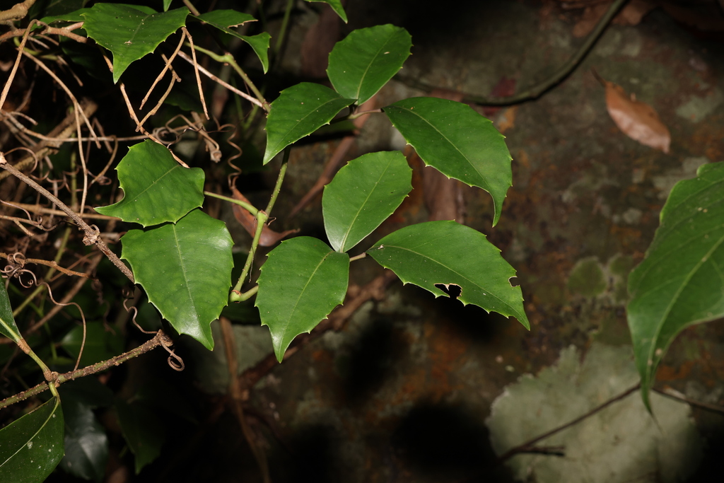 Native Grape from Booroobin QLD 4552, Australia on December 28, 2023 at ...