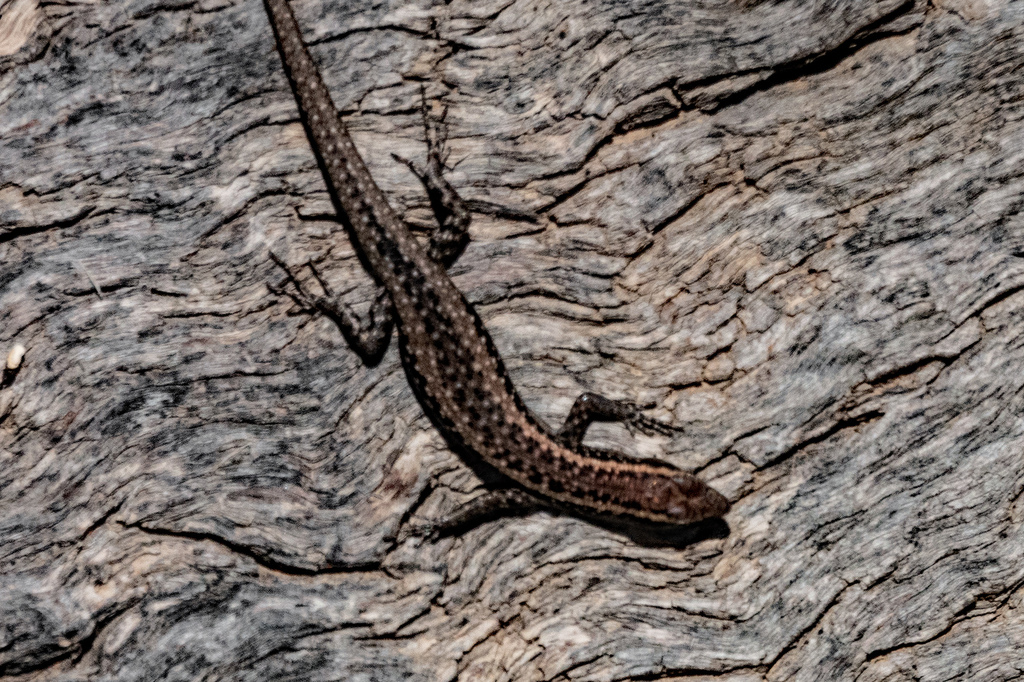 Snake-eyed Skinks from Bulloo Downs QLD 4492, Australia on August 6 ...