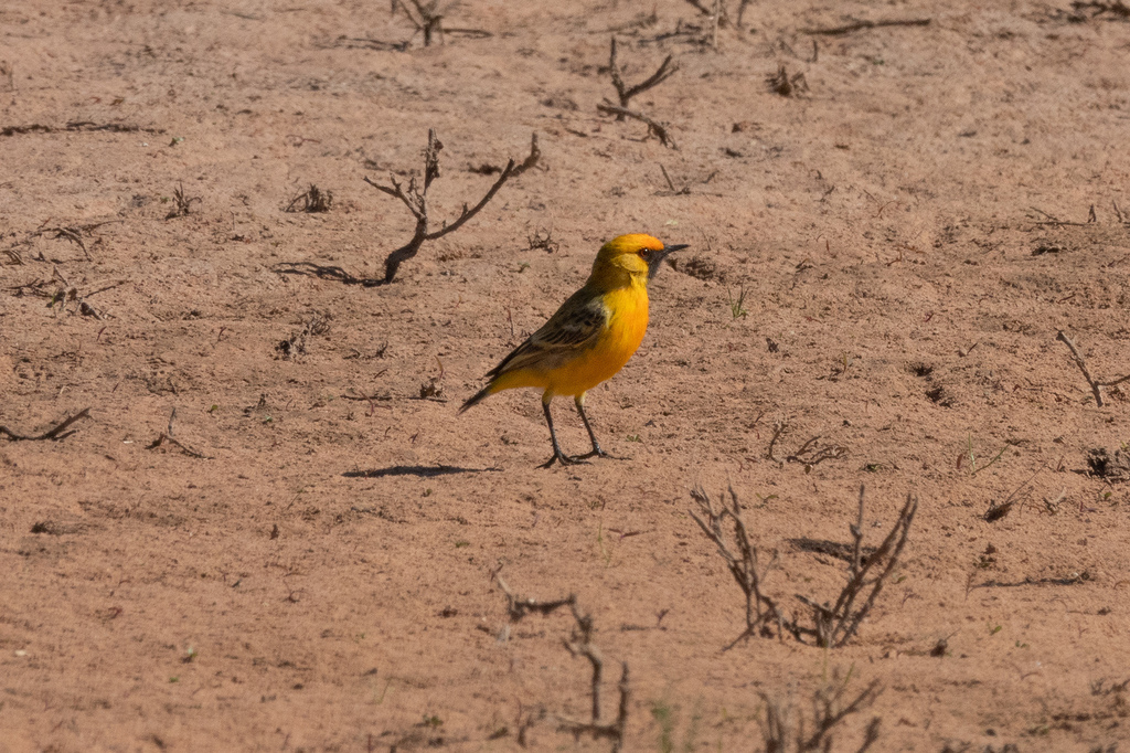 Orange Chat from Bulloo Downs QLD 4492, Australia on August 6, 2023 at ...