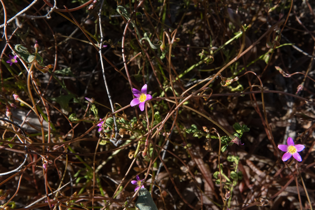 Calandrinia from Bulloo Downs QLD 4492, Australia on August 6, 2023 at ...