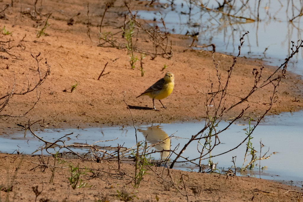 Orange Chat from Bulloo Downs QLD 4492, Australia on August 6, 2023 at ...