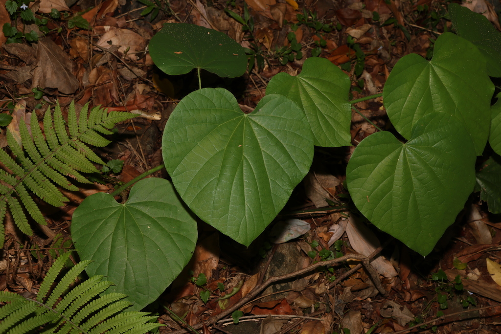 Big-Leaf Vine from Booroobin QLD 4552, Australia on December 28, 2023 ...