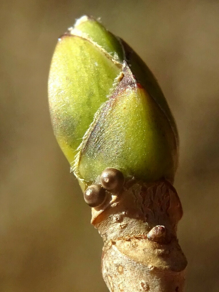 Plumed Prominent from Perlacher Forst, Deutschland on December 27, 2023 ...