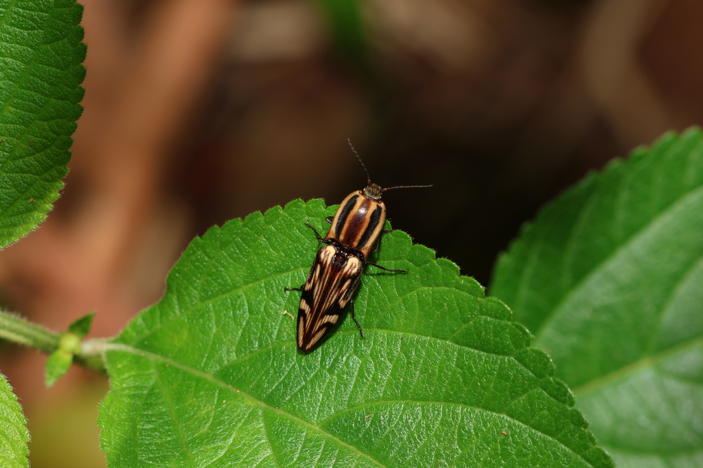 Ophidius histrio from Booroobin QLD 4552, Australia on December 28 ...