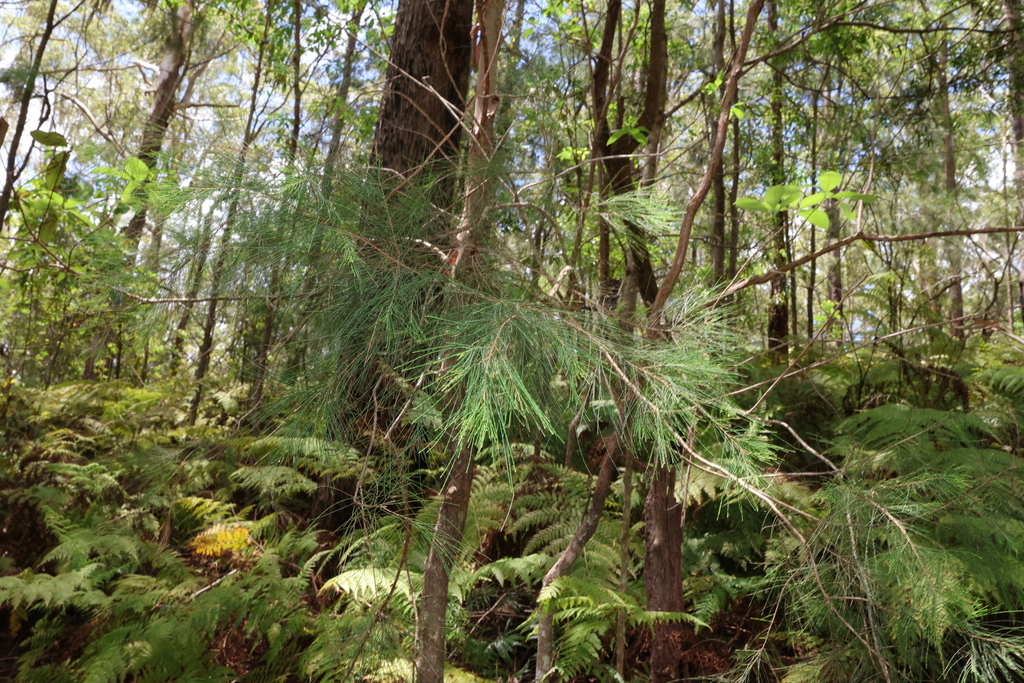 Forest sheoak from Booroobin QLD 4552, Australia on December 28, 2023 ...