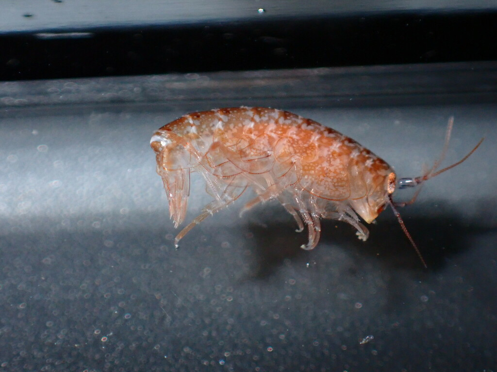 Lawn Shrimp from Colac-Otway - South, AU-VI, AU on December 28, 2023 at ...