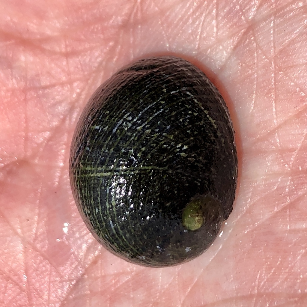 Black nerite from Sydney NSW, Australia on December 28, 2023 at 02:03 ...