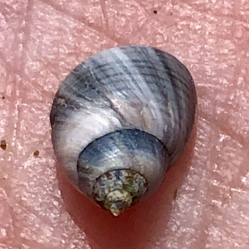 Little Blue Periwinkle from Sydney NSW, Australia on December 28, 2023 ...