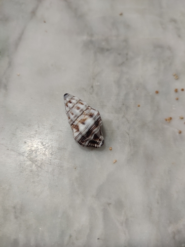 Latirus philberti · iNaturalist Mexico