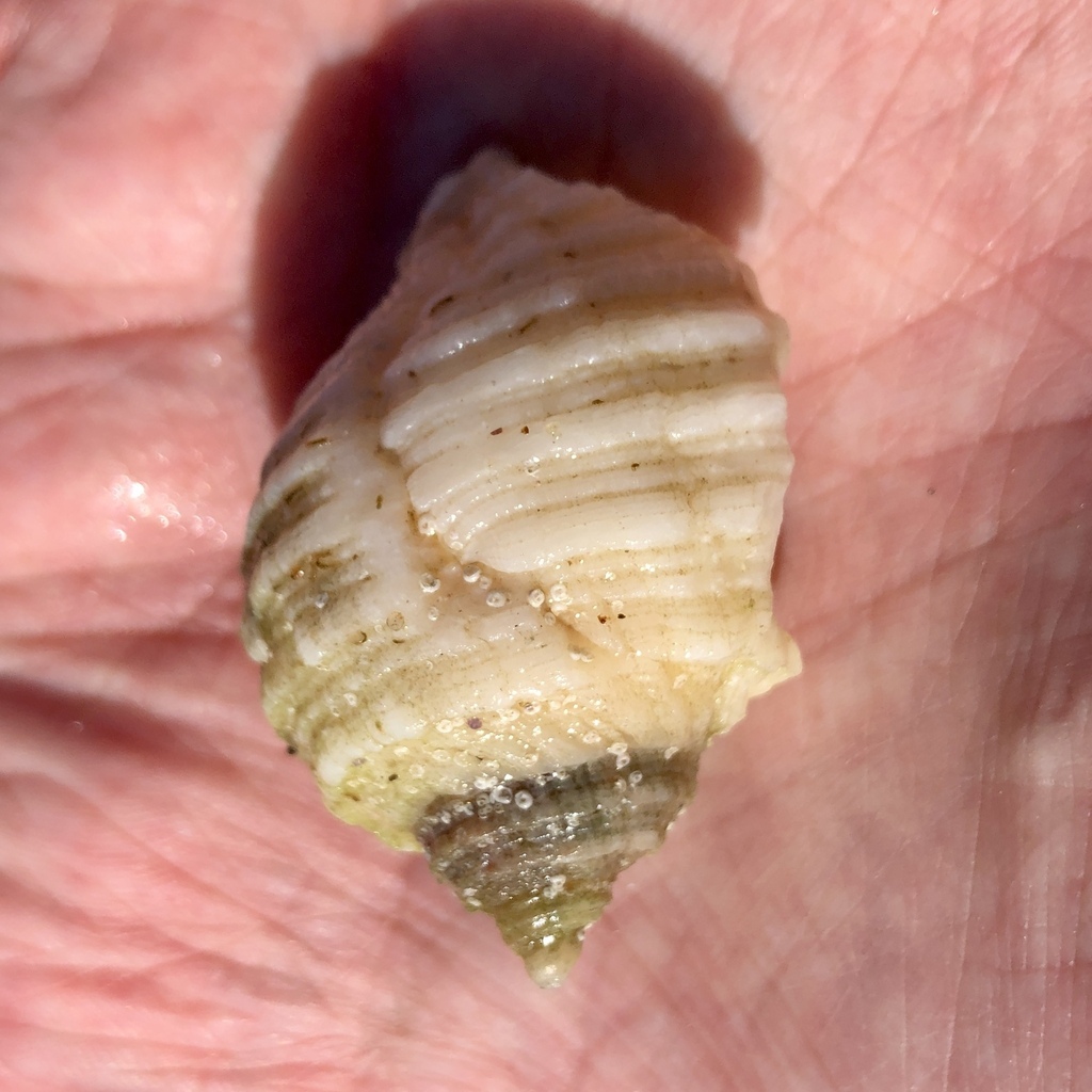 Cart-Rut Shell from Manly NSW 2095, Australia on December 28, 2023 at ...