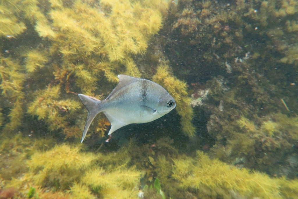 Sea Sweep from Carrickalinga Cliffs on December 28, 2023 at 02:48 PM by ...
