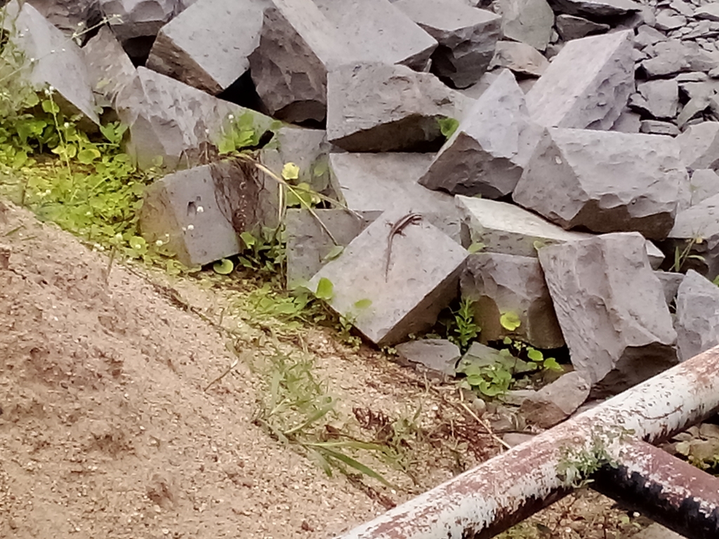 Skinks from Khwisero, KE-KK, KE on December 28, 2023 at 01:57 PM by ...