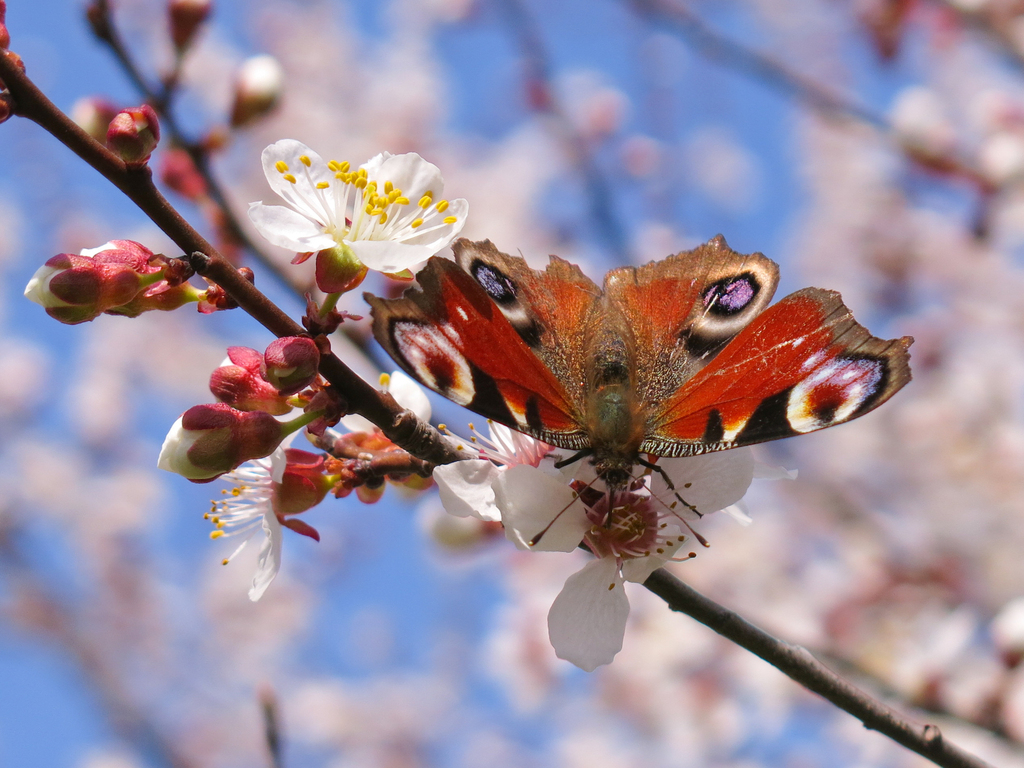 European Peacock Butterfly from Picasso Food Forest on March 21, 2022 ...