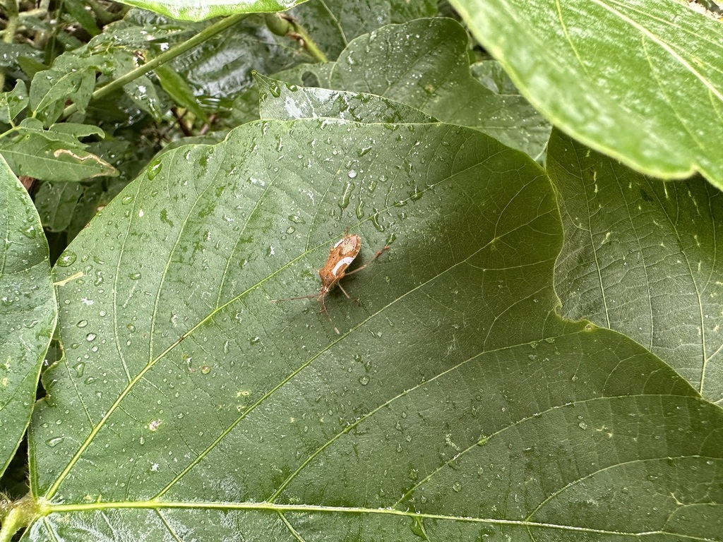 Homoeocerus unipunctatus from 日本、〒709-0524 岡山県和気郡和気町田賀 on August 31 ...