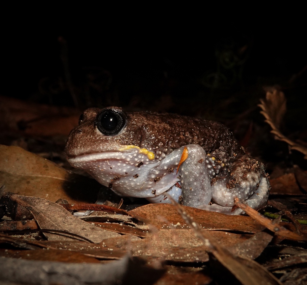 Giant Burrowing Frog from Mount Colah NSW 2079, Australia on December ...