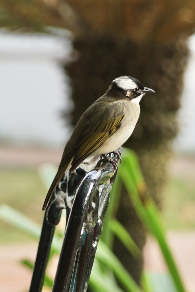 Light-vented Bulbul from Dongguan, Guangdong, CN on December 28, 2023 ...