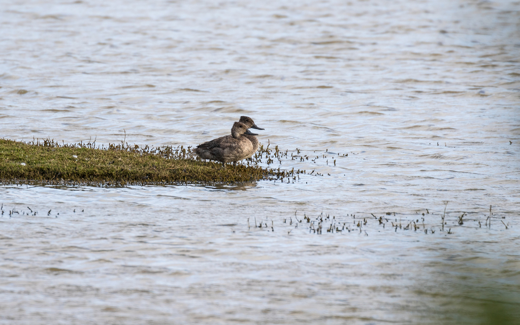 Freckled Duck from Adelaide SA, Australia on December 26, 2023 at 06:15 ...