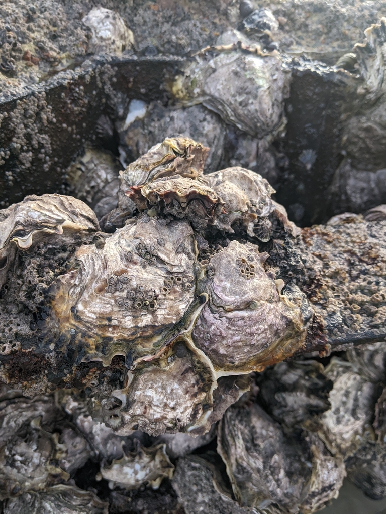 Pacific Oyster from Jersey on December 26, 2023 at 11:00 AM by Tara Cox ...