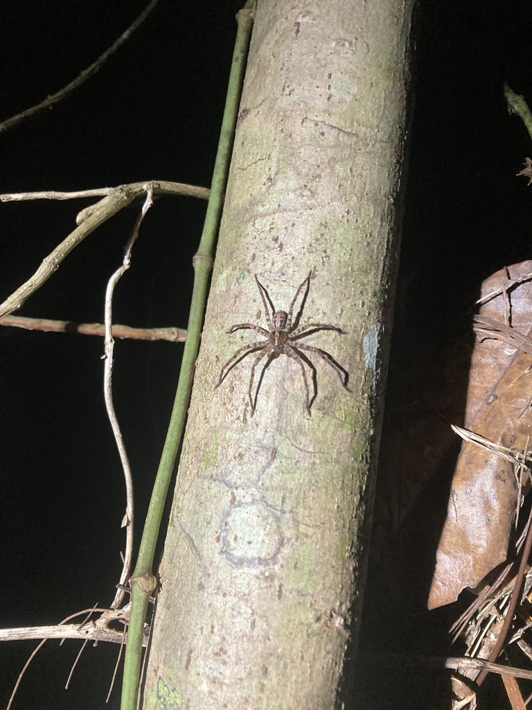 Pantropical Huntsman Spider from Palau, PW on December 23, 2023 at 08: ...