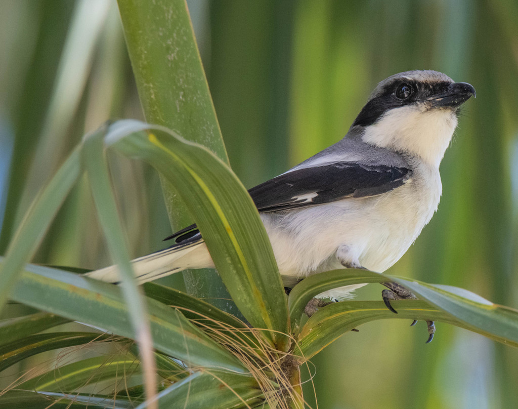 Loggerhead Shrike from Pelican Bay, North Naples, FL, USA on April 07 ...