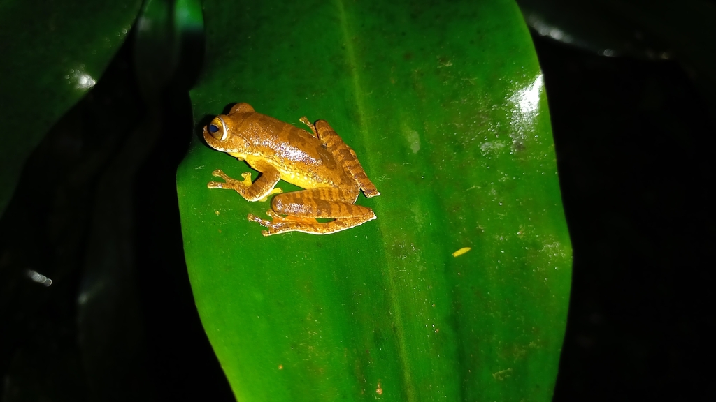 Java Flying Frog in December 2023 by umarahmadm · iNaturalist