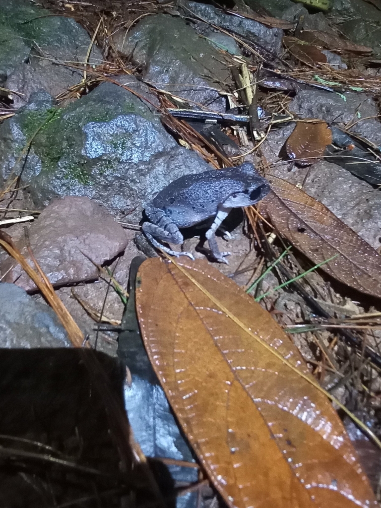 Java Spadefoot Toad in December 2023 by umarahmadm · iNaturalist