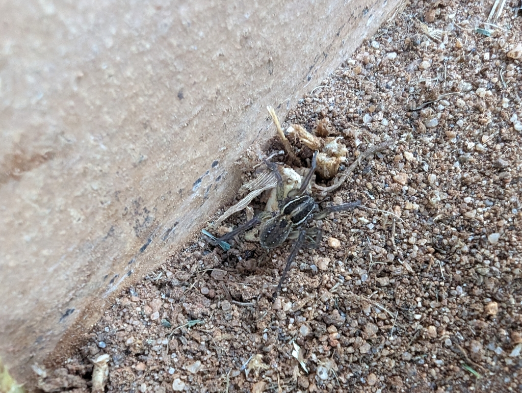Venatrix furcillata in December 2023 by ngullo · iNaturalist