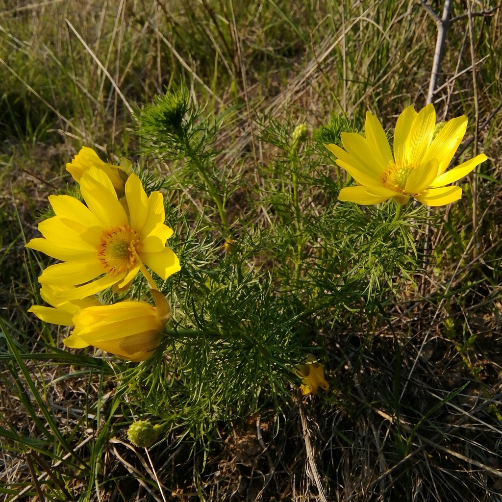 Spring Adonis in April 2019 by Jakob Fahr · iNaturalist