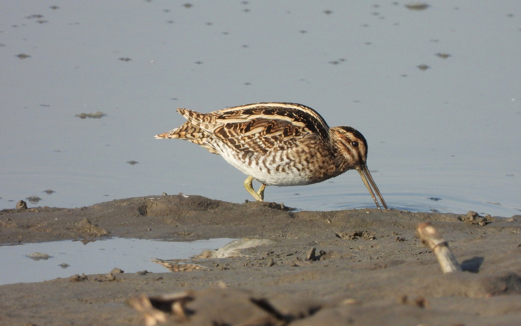 Common Snipe from Chengyang District, Qingdao, Shandong, China on ...