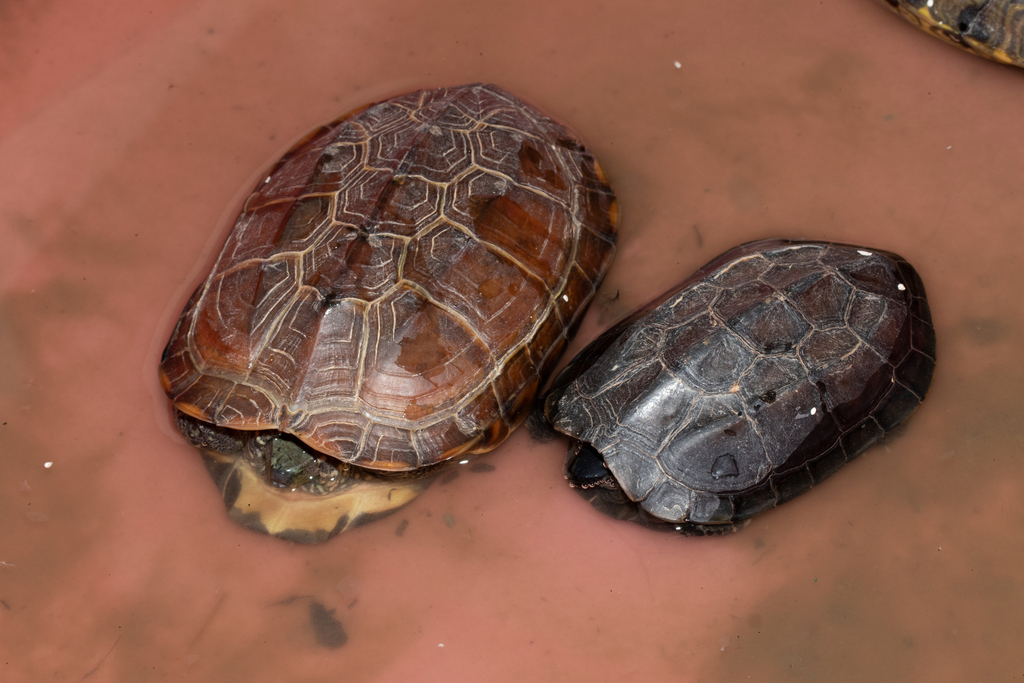 Chinese Pond Turtle in January 2023 by 张艺言 · iNaturalist