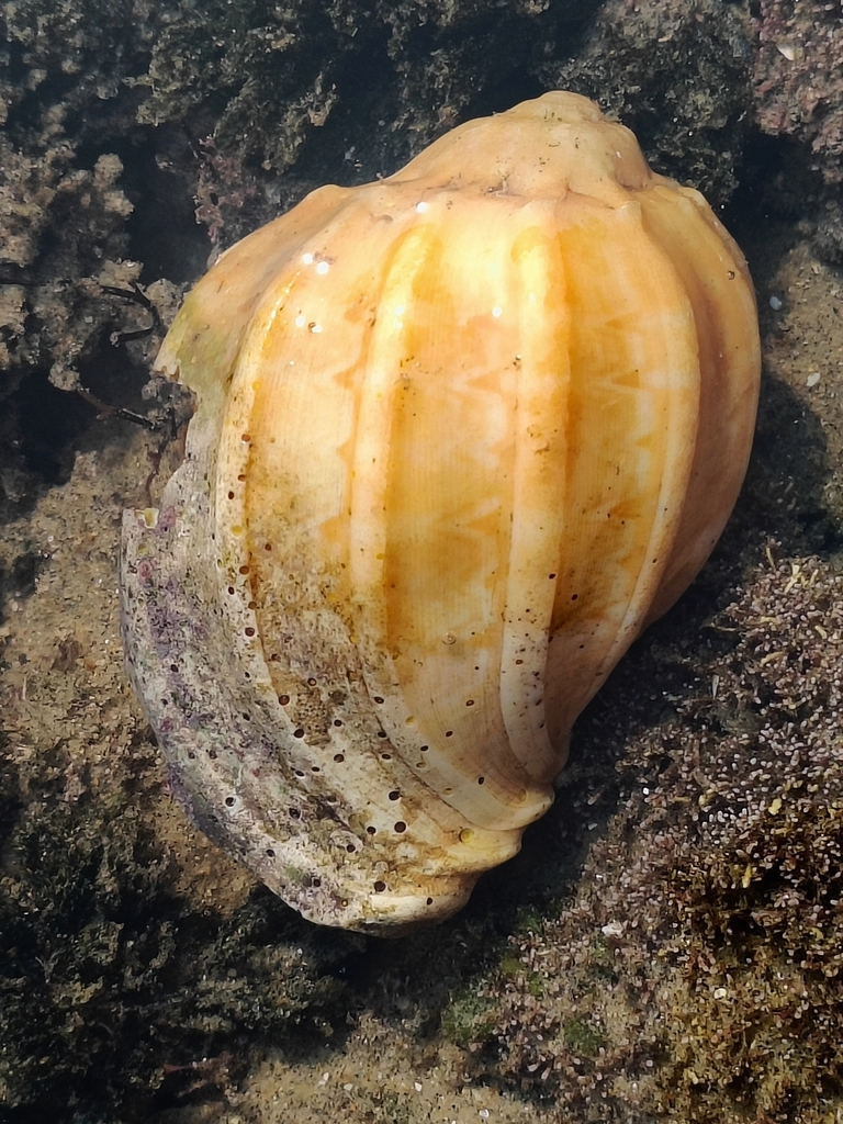 Harpa davidis from P8CQ+767, Jalari Peta, Visakhapatnam, Andhra Pradesh ...