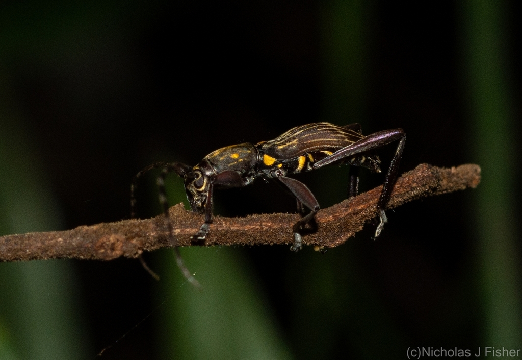 Mesolita lineolata from Tamborine Mountain QLD 4272, Australia on ...