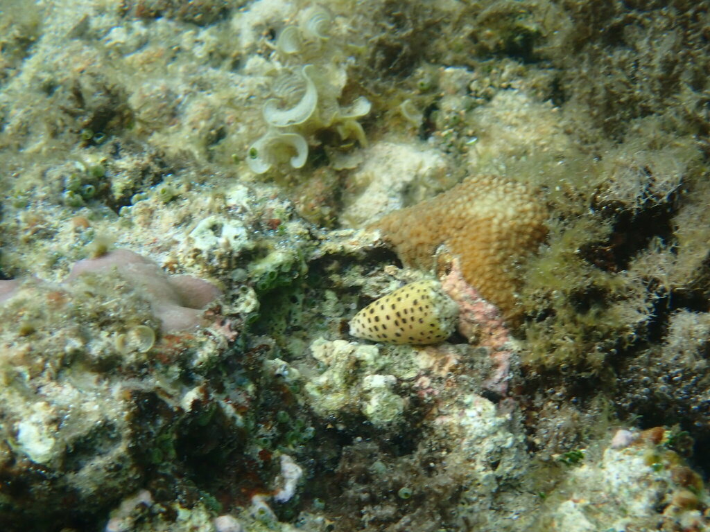 Flea-bitten Cone from Gili Air, Gili Indah, Pemenang, North Lombok ...