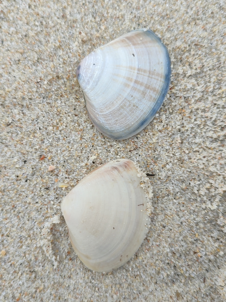 Rayed Trough Shell in December 2023 by Luis Silva · iNaturalist