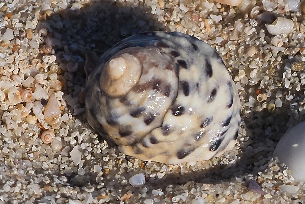 Southern ribbed top snail from Thompson Beach SA 5501, Australia on ...
