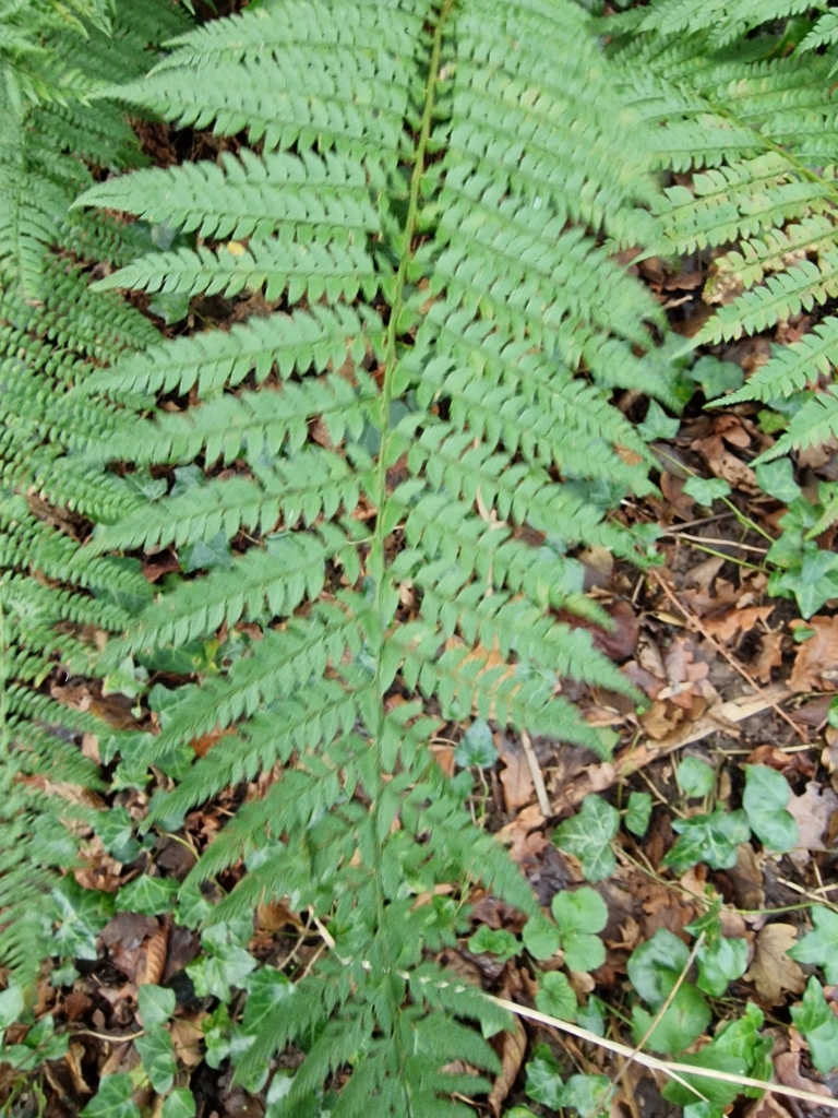 soft shield fern from Old Roar Gill Hastings TN34, UK on December 28 ...