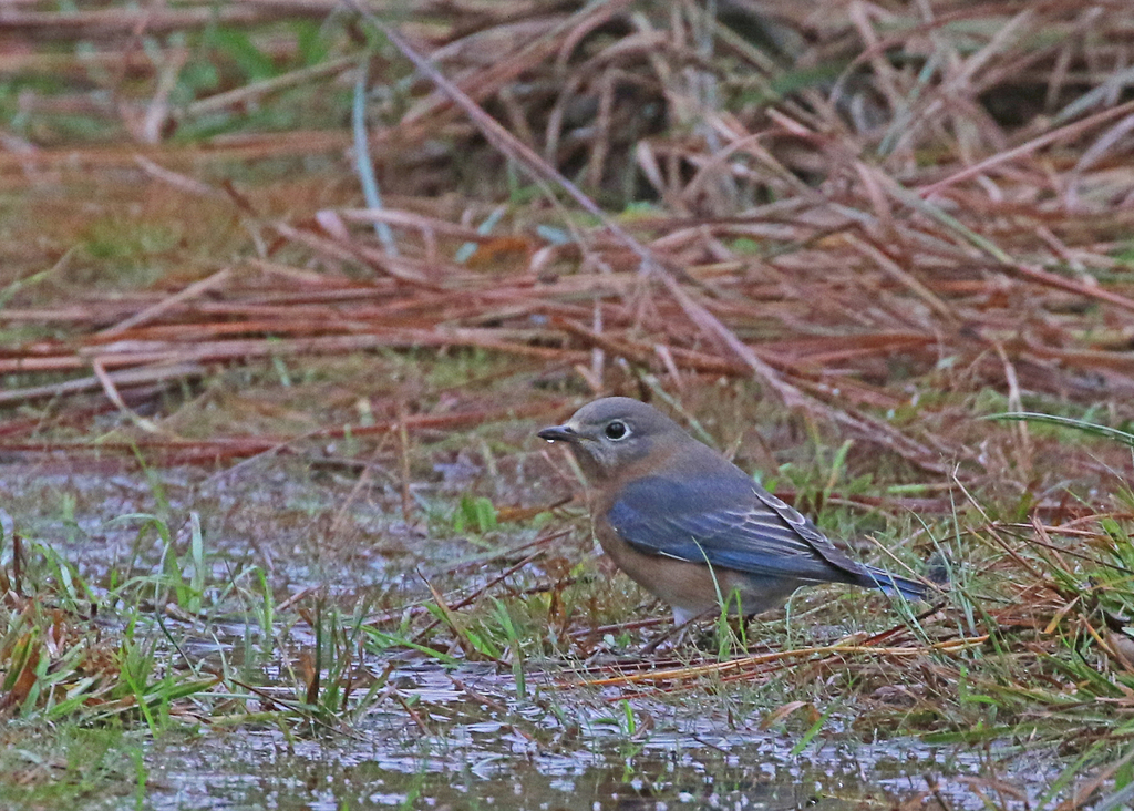 Eastern Bluebird from Orange County, FL, USA on December 22, 2023 at 08 ...