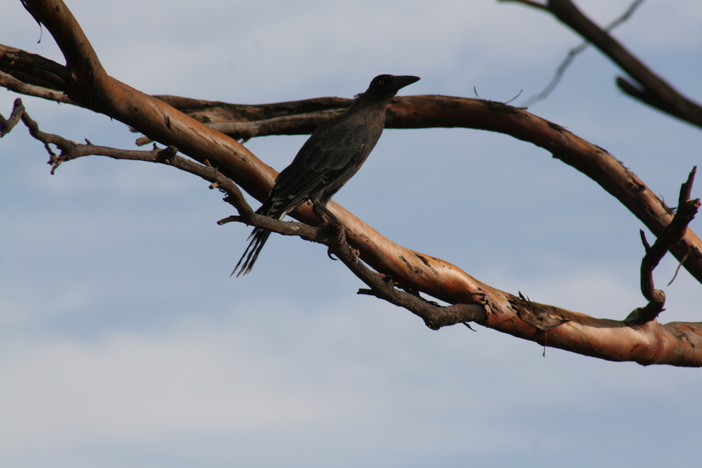 Grey Currawong from Kalgoorlie - Boulder WA, Australia on December 28 ...