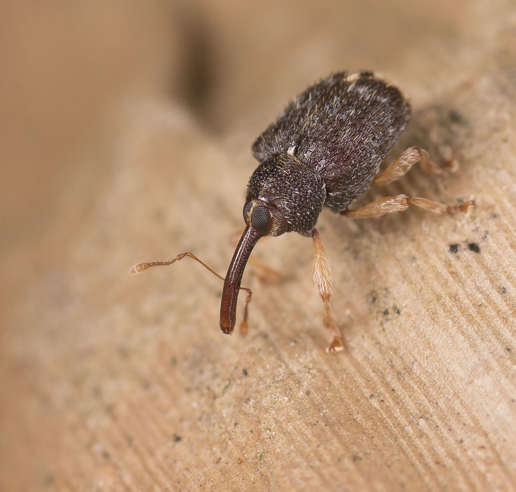 True Weevils from Puntarenas Province, Osa, Costa Rica on November 14 ...