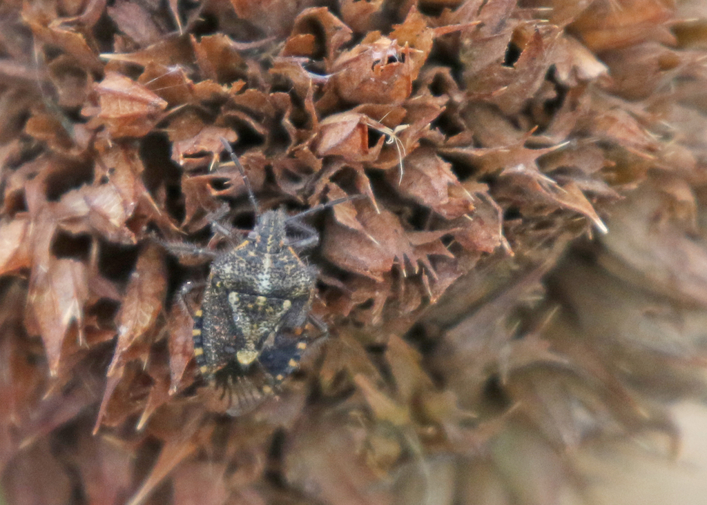 African Cluster Bug from Orange County, FL, USA on December 22, 2023 at ...