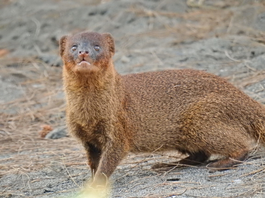 Garangan Jawa (Mammals of IPB University) · iNaturalist
