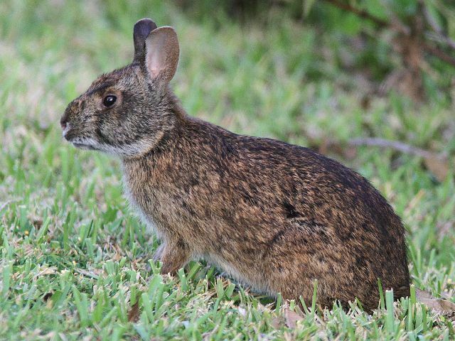 Marsh Rabbit from Bill Baggs S.P., Miami-Dade County, FL, USA on April ...