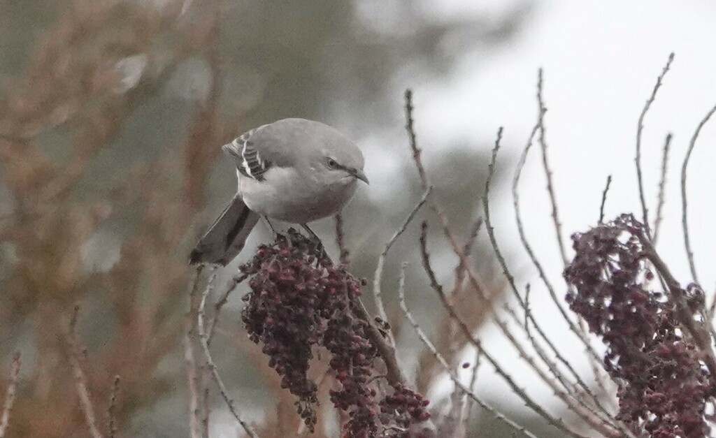 Northern Mockingbird from 1288 Boston Post Rd, Madison, CT 06443, USA ...