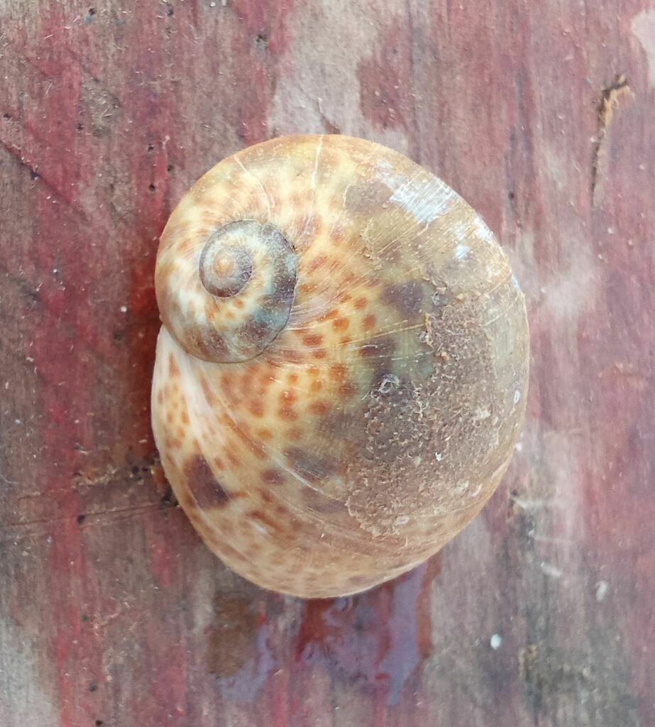 Hebrew moon snail from Saïdia on December 27, 2023 at 05:04 PM by ...