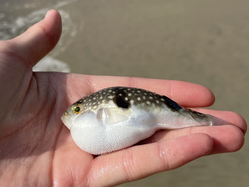 Grey-spotted Puffer from 北太平洋, 新界, HK on December 28, 2023 at 11:08 AM ...