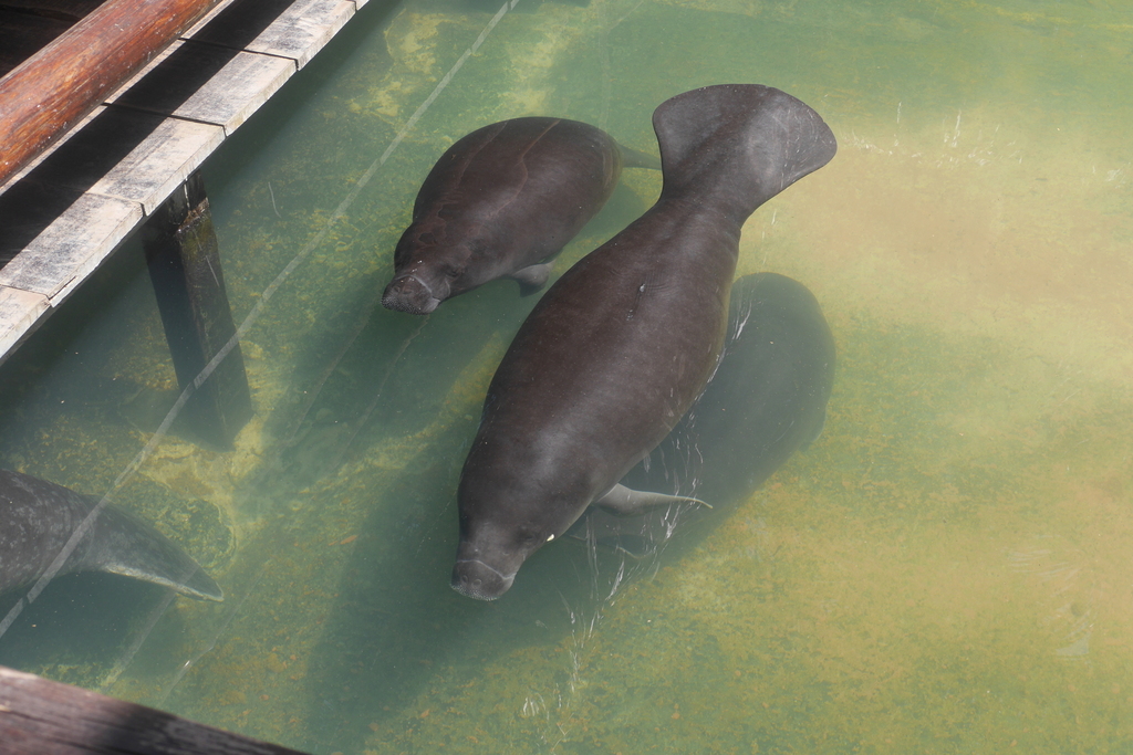 Amazonian Manatee (Trichechus inunguis) - Know Your Mammals