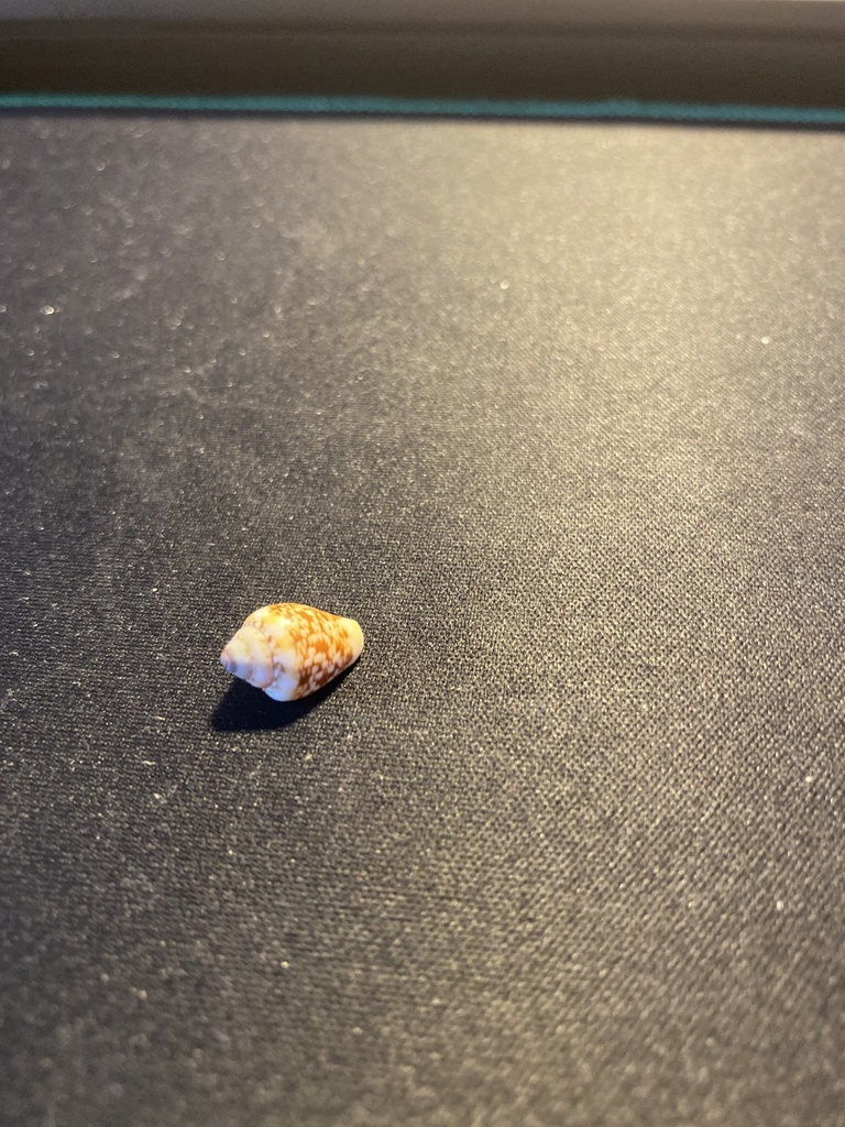 Rustic Dove-shell from Yalancı Boğazı, TR on December 28, 2023 at 05:20 ...