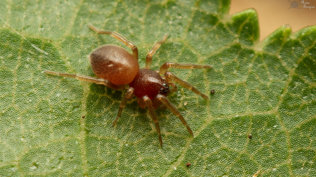 Schenkel's ground sac spider from Nyamiti Pan, Ndumo, uMkhanyakude ...