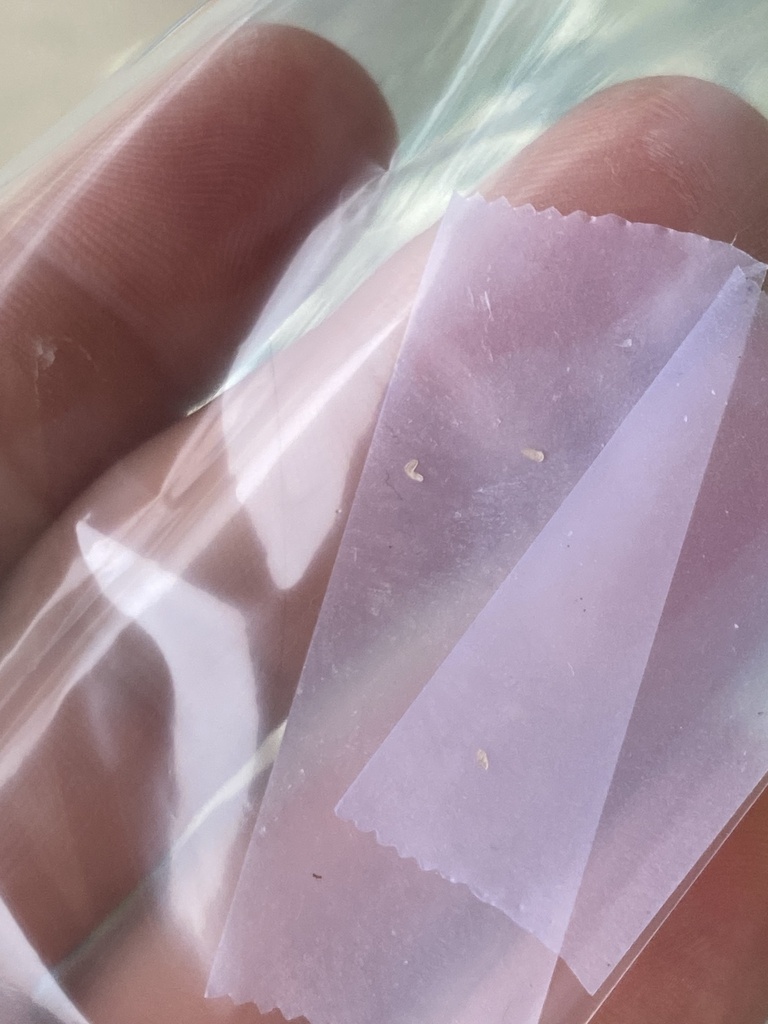 Human pinworm from Punta Gorda, FL, US on December 28, 2023 at 09:35 AM ...